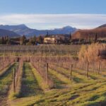 Organic and Biodynamic Winery Tour and Tasting in Lucca - The Vineyard Walk: Scenic and Educational