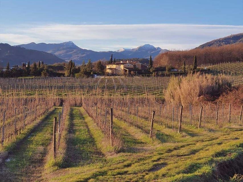 Organic and Biodynamic Winery Tour and Tasting in Lucca - The Vineyard Walk: Scenic and Educational