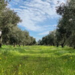 Organic EVOO tasting and guided visit to a family-run organic olive grove - Exploring the Tour: What You Can Expect