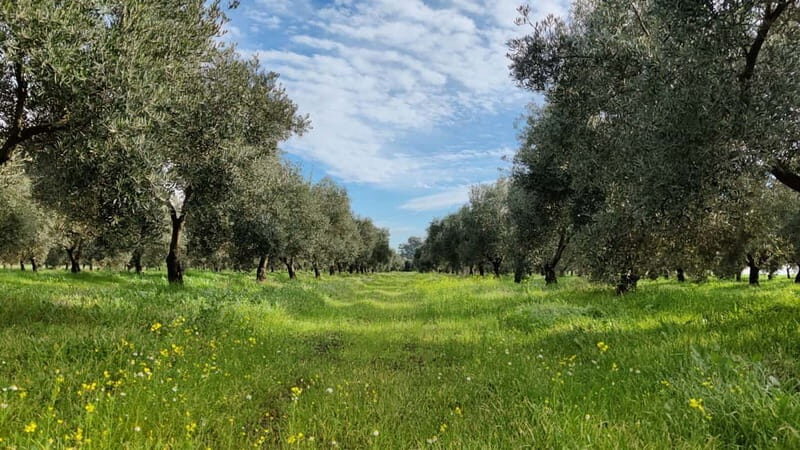 Organic EVOO tasting and guided visit to a family-run organic olive grove - Exploring the Tour: What You Can Expect