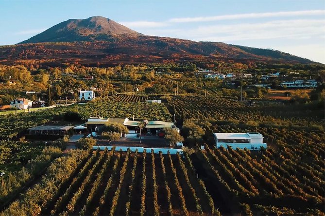 Organic Wine Tasting & Lunch on Vesuvius with Transfer from Sorrento Peninsula - Key Points
