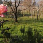 Organic Winery tour with Full Lunch from Assisi - The Value of the Experience