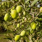 Oristano: Olive Tree Grove Guided Visit with Tasting - What to Expect from the Olive Grove Guided Tour