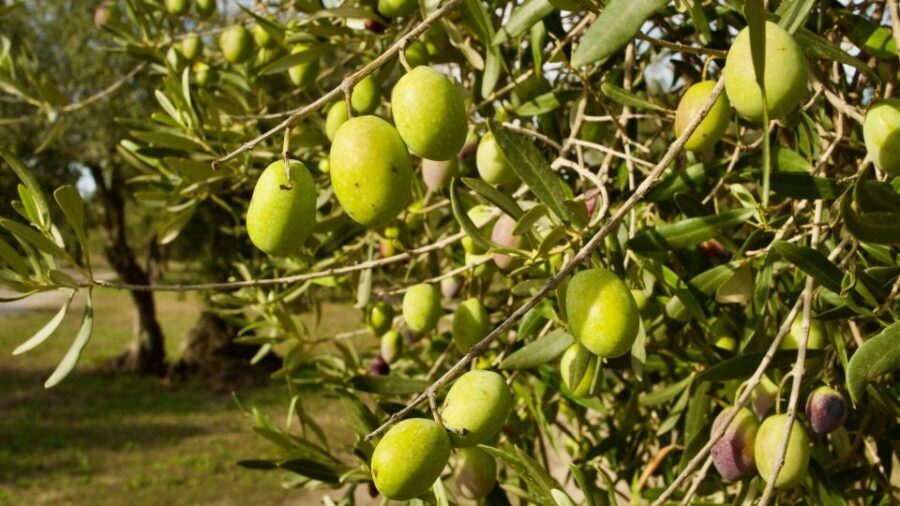Oristano: Olive Tree Grove Guided Visit with Tasting - What to Expect from the Olive Grove Guided Tour