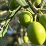 Oristano: visit a farm with oil tasting - The Practicalities: What You Need to Know