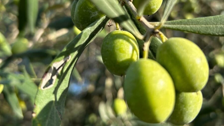 Oristano: visit a farm with oil tasting - The Practicalities: What You Need to Know