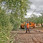 "Oro Bailén": Explore the Oil Mill + Tasting - What Does the Tour Cover?