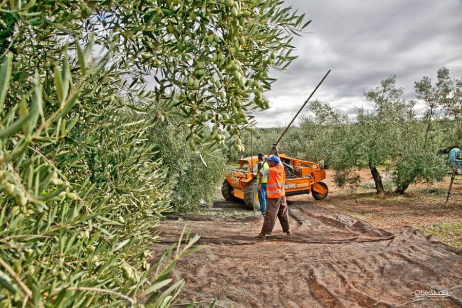 "Oro Bailén": Explore the Oil Mill + Tasting - What Does the Tour Cover?