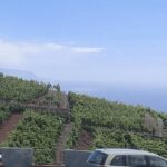 Orotava Valley: wine as a product of heroes - A Close Look at the Orotava Valley Wine Tour