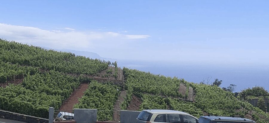 Orotava Valley: wine as a product of heroes - A Close Look at the Orotava Valley Wine Tour