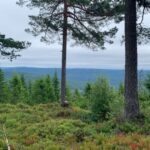 Oslo: Skjennungstoppen Wildlife Forest Hiking Tour - Detailed Breakdown of the Itinerary