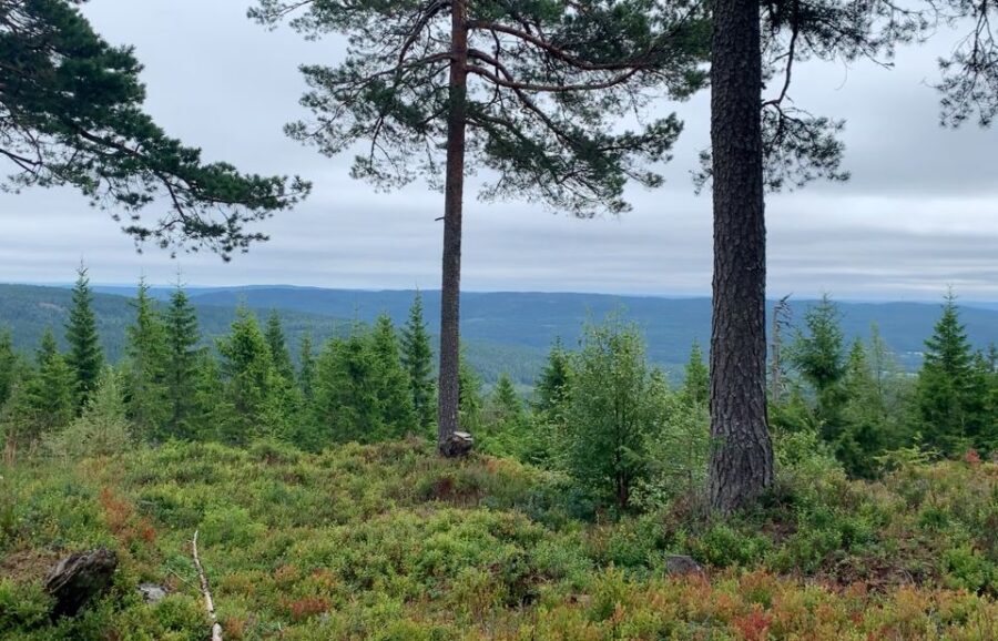 Oslo: Skjennungstoppen Wildlife Forest Hiking Tour - Detailed Breakdown of the Itinerary