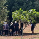 Ostuni: Farm tour among thousand-year-old olive trees with oil tasting - The Tasting Experience: Sensory Awakening