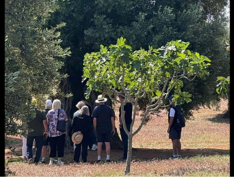 Ostuni: Farm tour among thousand-year-old olive trees with oil tasting - The Tasting Experience: Sensory Awakening