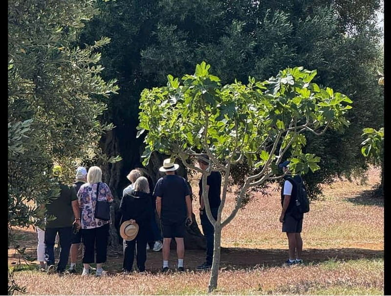 Ostuni: Farm tour among thousand-year-old olive trees with oil tasting - The Tasting Experience: Sensory Awakening
