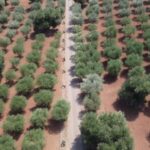 Ostuni: Olive Oil Tasting Tour - What to Expect on the Tour