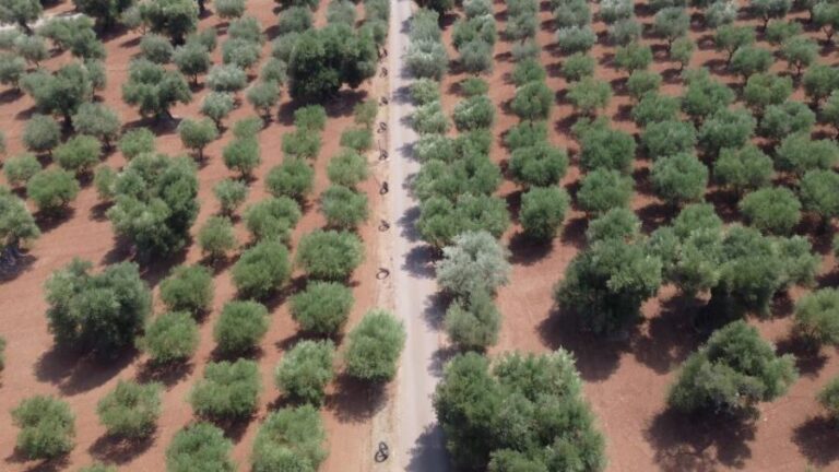 Ostuni: Olive Oil Tasting Tour - What to Expect on the Tour