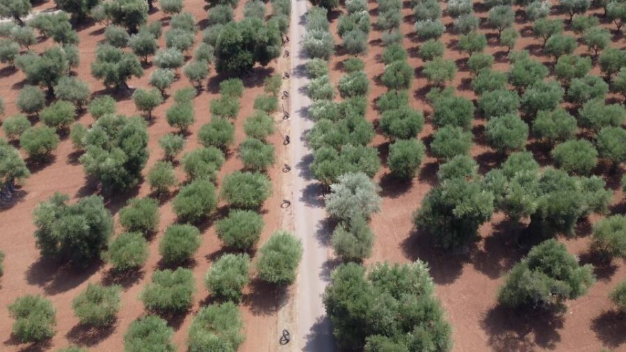 Ostuni: Olive Oil Tasting Tour - What to Expect on the Tour