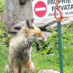 OUR FANTASTIC NATIONAL PARK! - Day Two: Reaching the Vittorio Emanuele II Refuge
