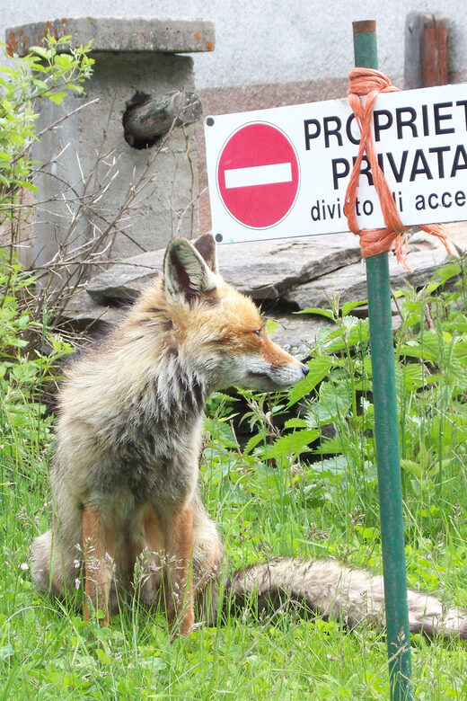 OUR FANTASTIC NATIONAL PARK! - Day Two: Reaching the Vittorio Emanuele II Refuge
