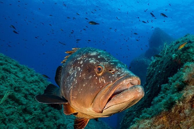 Package of 2 double dives in the Capo Carbonara Marine Protected Area - Key Points