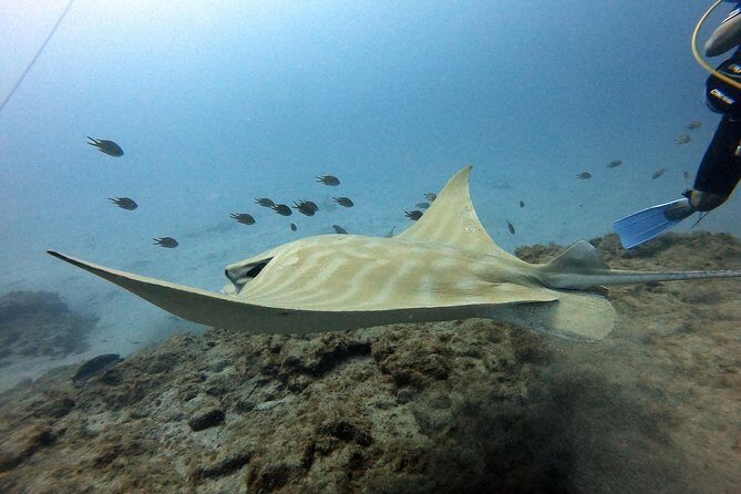 PADI Scuba Dive Course in Costa Adeje - Frequently Asked Questions
