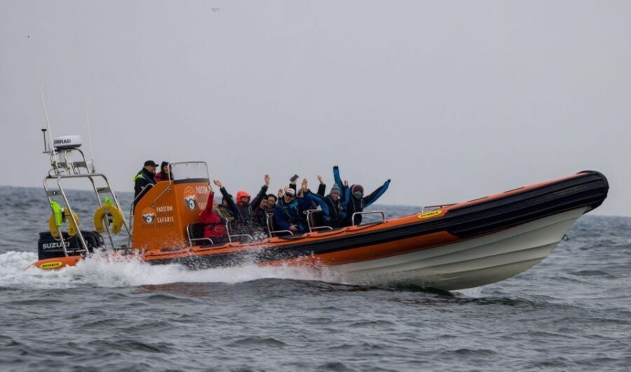 Padstow: Guided RIB Sealife Safari - What to Expect: A Close Encounter with the Atlantic and Its Creatures