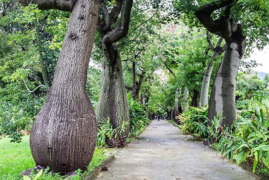 Palermo: Botanical Garden Entry Ticket and Palermo Audio App - The Sum Up: Who Is This Experience For?