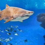Palma de Mallorca: Shark Dive at Palma Aquarium - The Authentic Edge: What Travelers Are Saying