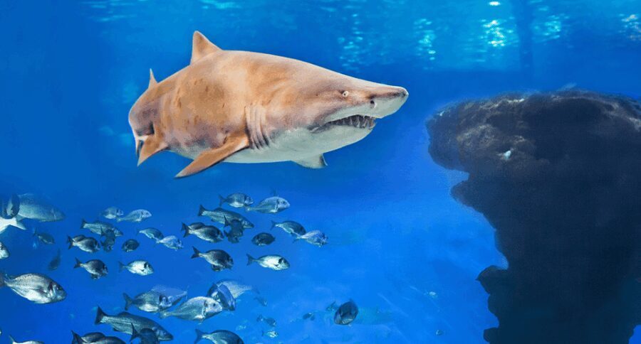 Palma de Mallorca: Shark Dive at Palma Aquarium - The Authentic Edge: What Travelers Are Saying