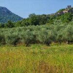 Palma de Mallorca: Son Juliana Wine Experience and Tasting - The Itinerary: What to Expect