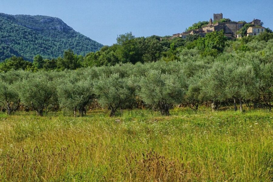 Palma de Mallorca: Son Juliana Wine Experience and Tasting - The Itinerary: What to Expect