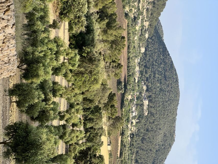 Palma: Orange Farm, Olive Mill, & Winery Tour with Tastings - Authenticity and Insightful Experience