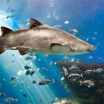 Palma: Palma Aquarium Ticket with Transfer Service - Overview of the Palma Aquarium Experience