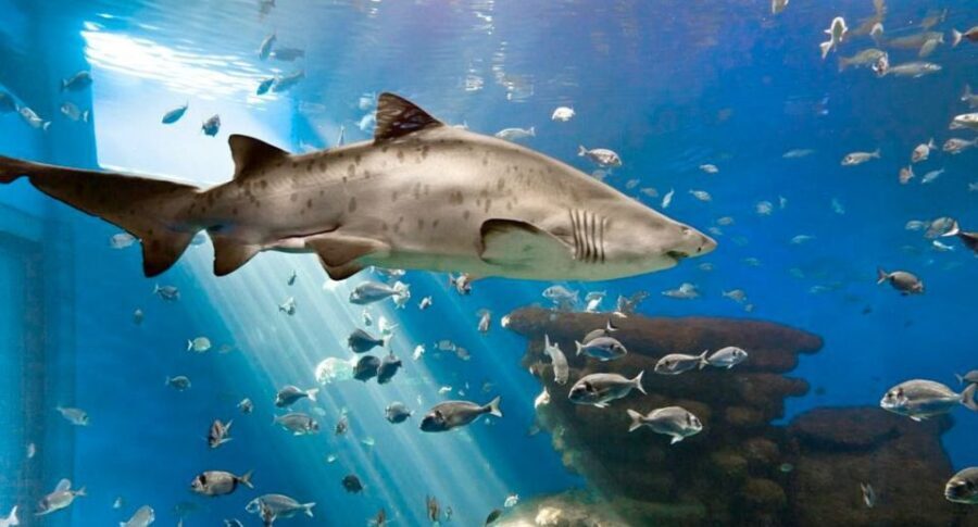 Palma: Palma Aquarium Ticket with Transfer Service - Overview of the Palma Aquarium Experience