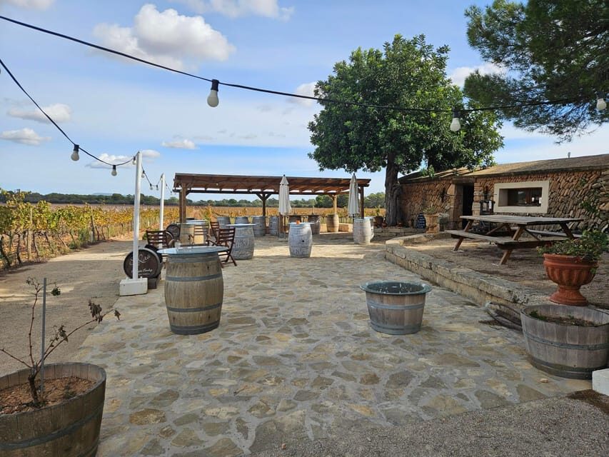 Palma: QI GONG at BODEGAS BORDOY - Why This Tour Is Worth Considering