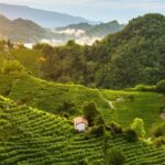 Panoramic Prosecco Tasting Tour From Padua - The Atmosphere & What It Means For You
