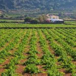 Pantelleria: Mediterranean Flavors Food and Wine Tour - Exploring a Local Farm: The Heart of Pantelleria’s Food Culture