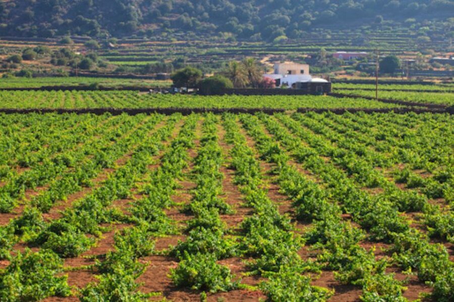 Pantelleria: Mediterranean Flavors Food and Wine Tour - Exploring a Local Farm: The Heart of Pantelleria’s Food Culture