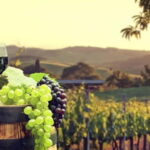 Paphos: Private Wine Tour with Tastings and Winery Visits - The Experience Worth Noting
