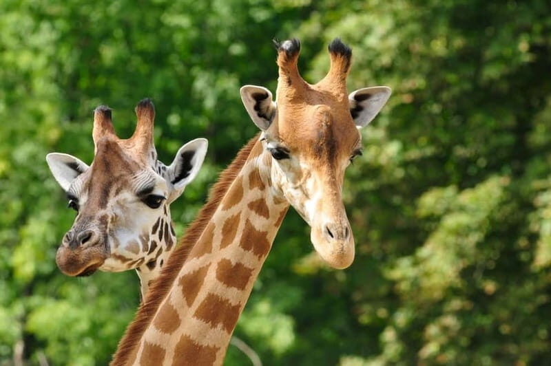 Paphos: Zoo Visit and Blue Lagoon Cruise with Guide & Lunch - The Itinerary Breakdown