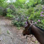 Paris: Aumont-en-Halatte Horseback Riding Tour - The Itinerary in Detail