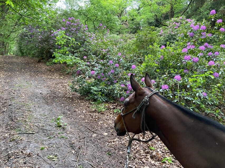 Paris: Aumont-en-Halatte Horseback Riding Tour - The Itinerary in Detail