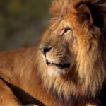 Paris: Paris Zoological Park Entrance Ticket - Who Should Visit the Paris Zoological Park?
