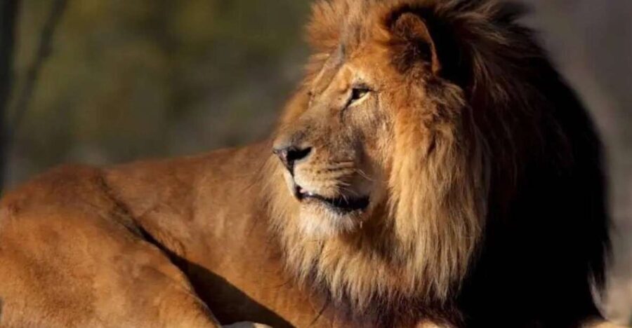 Paris: Paris Zoological Park Entrance Ticket - Who Should Visit the Paris Zoological Park?