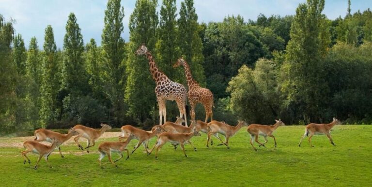 Paris: Thoiry Castle and Safari Park Private Tour - Analyzing the Value