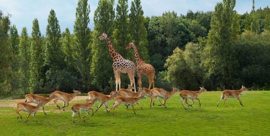 Paris: Thoiry Castle and Safari Park Private Tour - Analyzing the Value