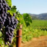 Parma: Cheese, Ham, & Wineyard Tour with Tastings - Parma: Cheese, Ham, & Wineyard Tour with Tastings — A Practical Guide