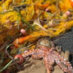 Paros: Highlights Tour with Fishing & Tasting in Naoussa - What’s Included and What to Bring