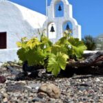 Paros wine tour and tasting - Who Will Love This Experience?